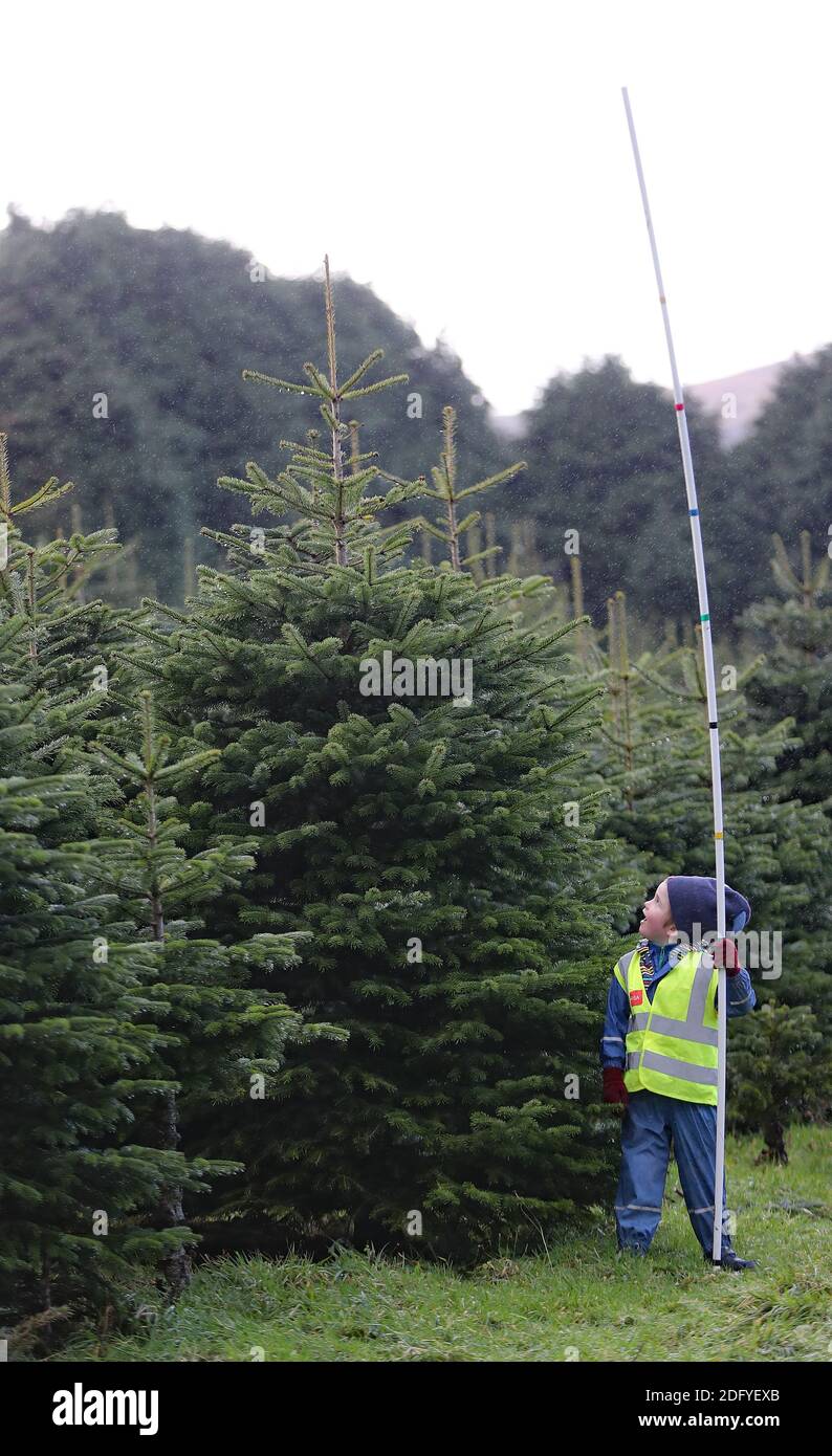 Measuring Tree Stick