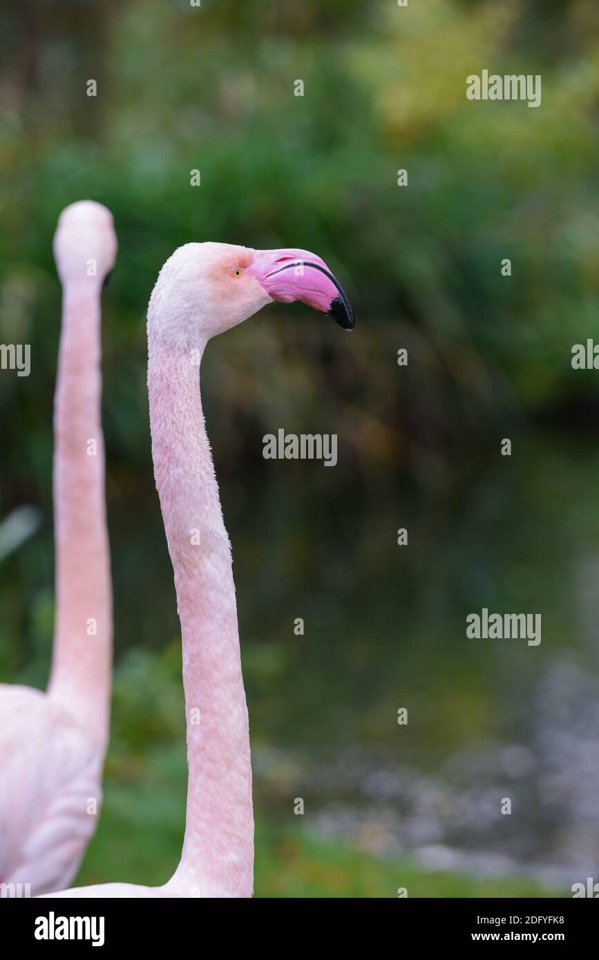 Long neck creature hi-res stock photography and images - Alamy