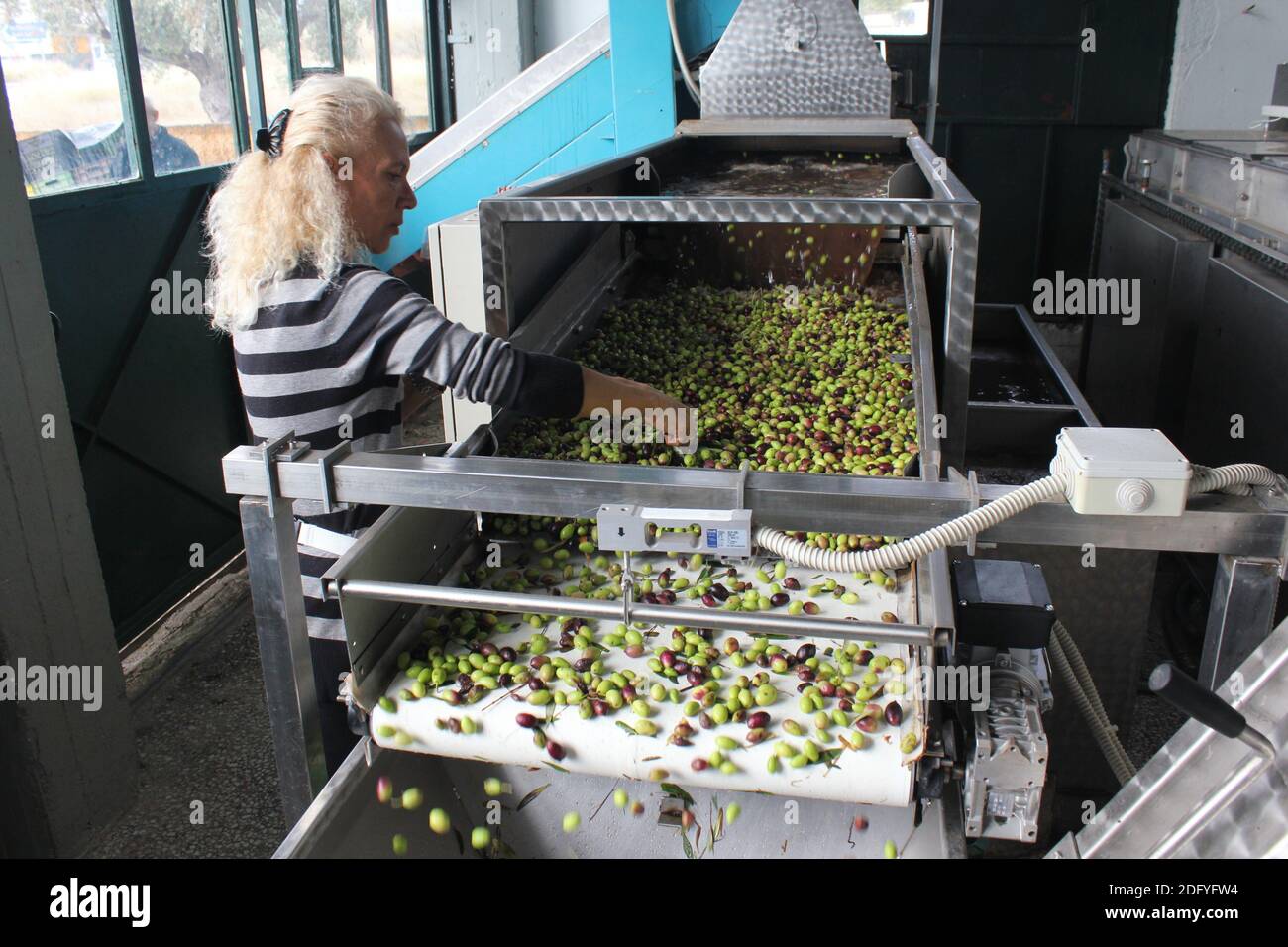 Removal of olive leaves in olive oil mill during extra virgin olive oil ...