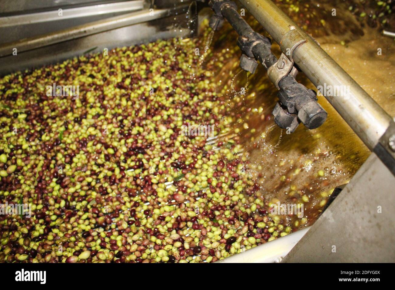Cleaning olives with fresh water in olive oil mill during extra virgin ...