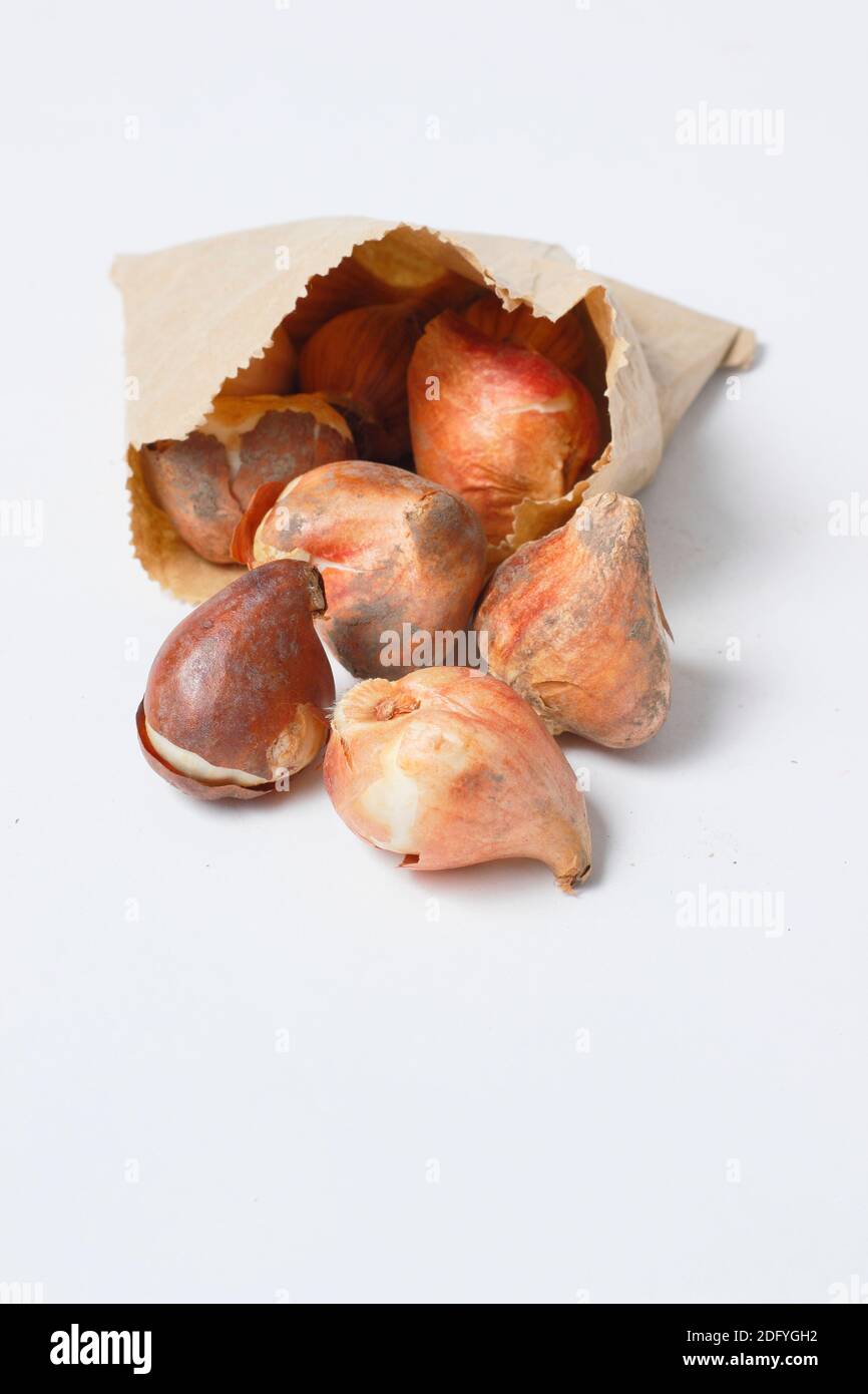 Flower bulbs bag hi-res stock photography and images - Alamy