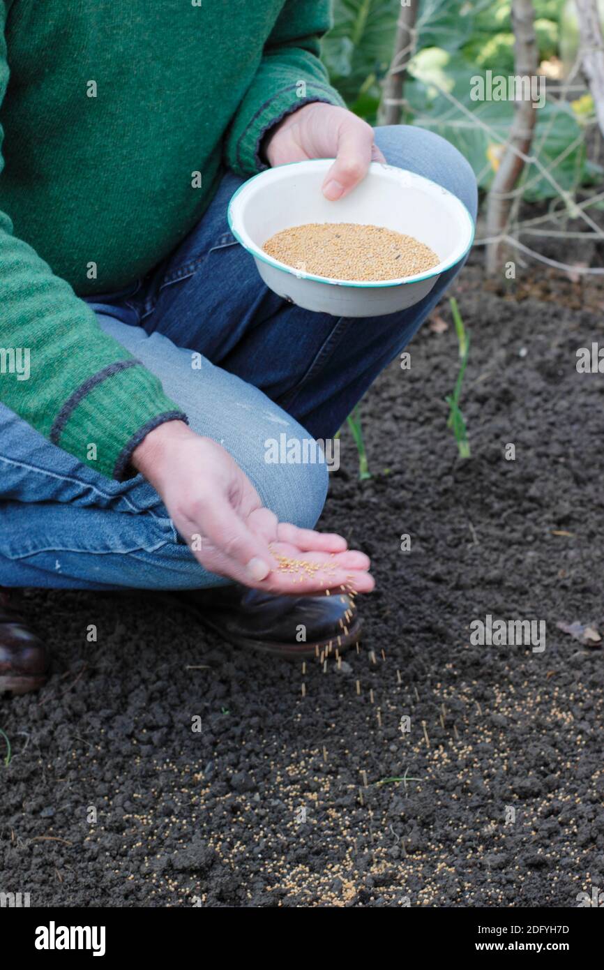 Applying Green manure. Sowing Mustard 'White Tilney' green manure seed ...