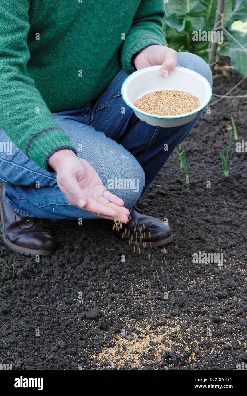 Applying Green manure. Sowing Mustard 'White Tilney' green manure seed ...