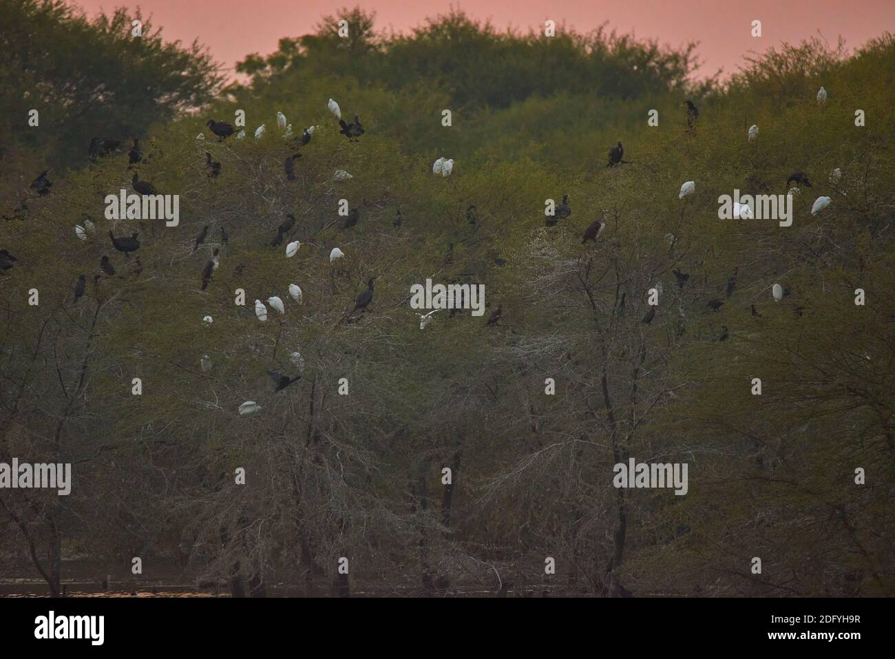 Goan birds hi-res stock photography and images - Alamy