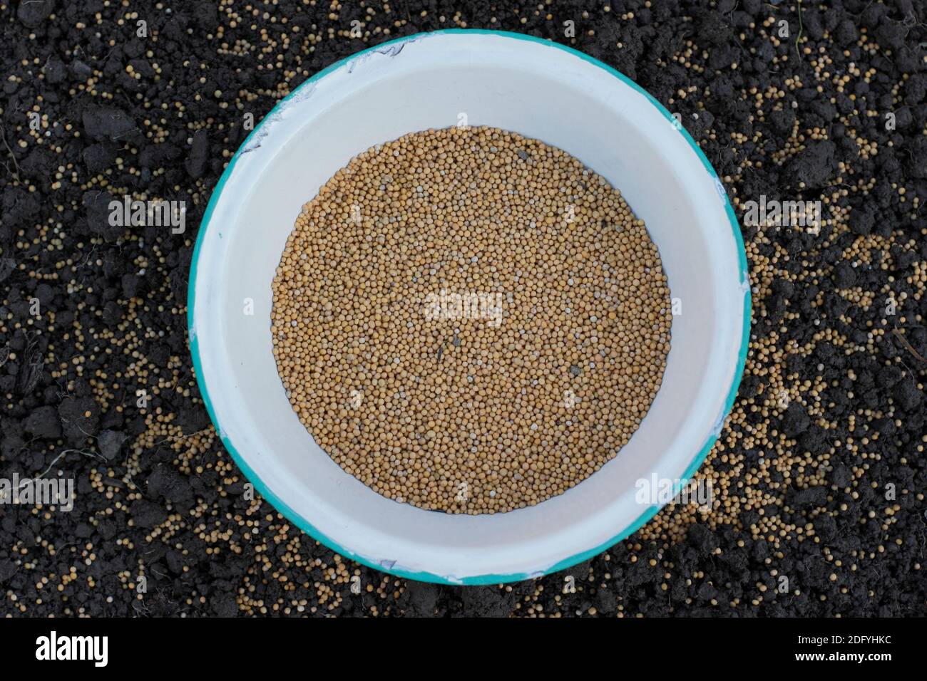 Green manure. Preparing to sow Mustard 'White Tilney' green manure seed ...