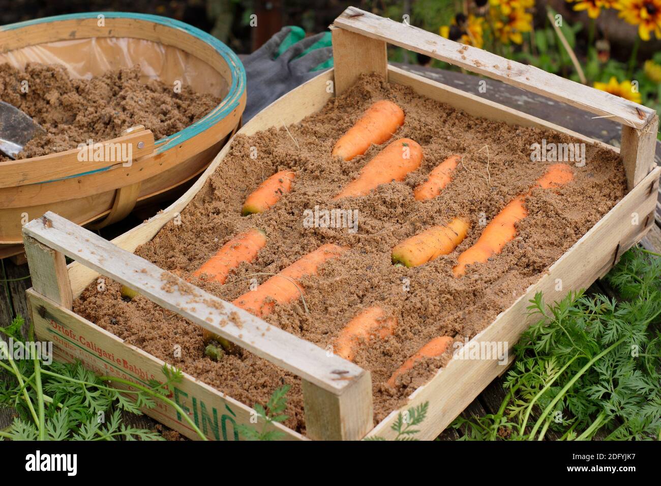 Storage Roots Carrots