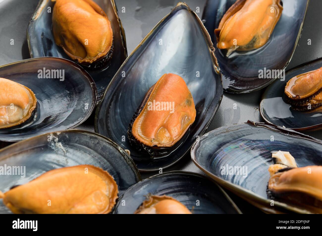 Mussels are a family of bivalve mollusks of great economic and ...