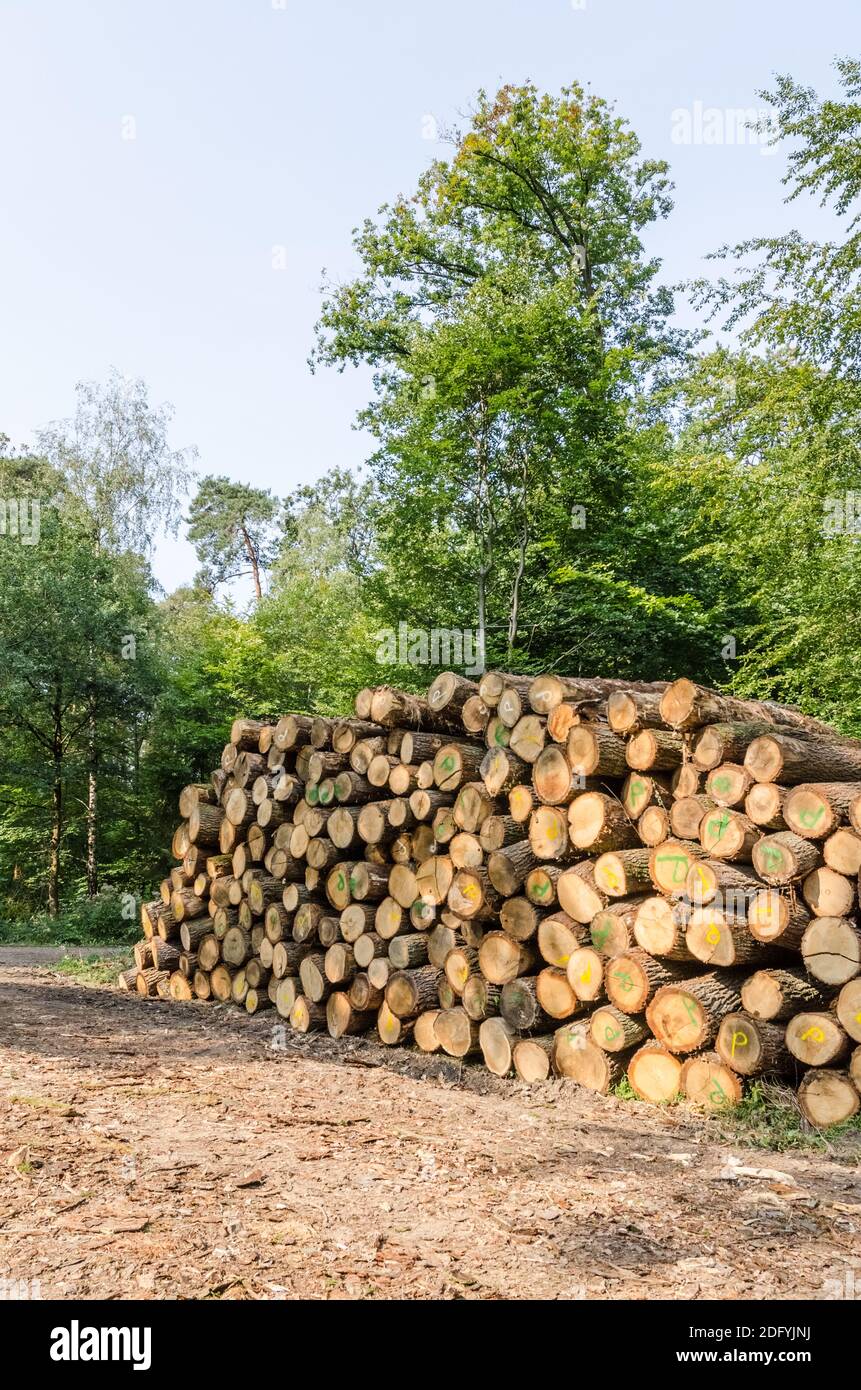 Pile or stack of felled trees at a logging site, deforestation, wood ...