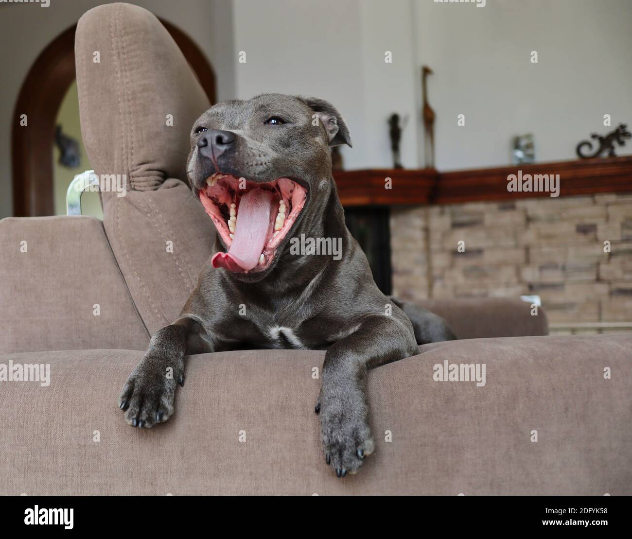 Bull staff hi-res stock photography and images - Alamy