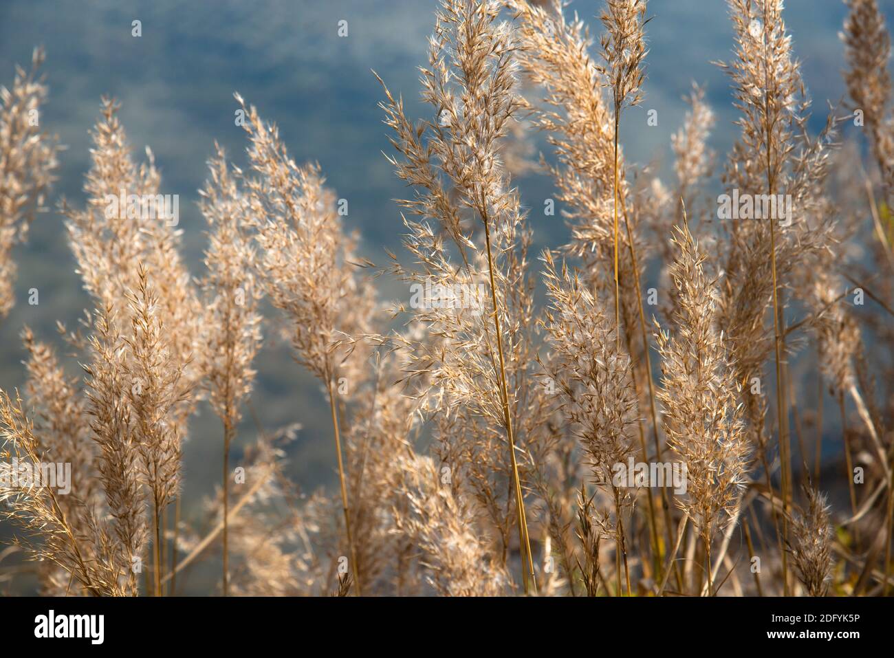 Blurry lake hi-res stock photography and images - Alamy