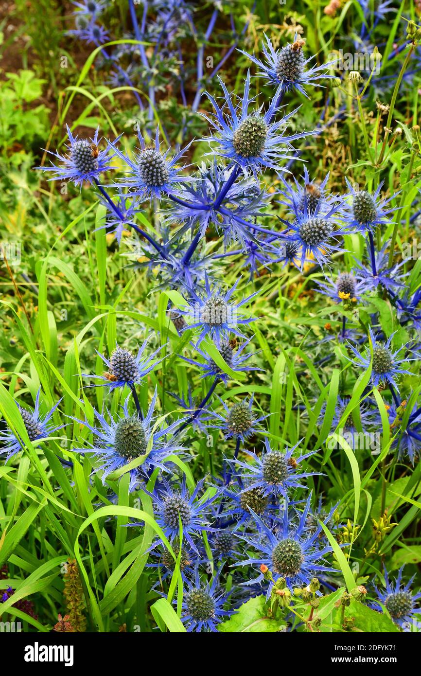 Blue purple sea holly in an English garden, UK. A favourite with bees ...