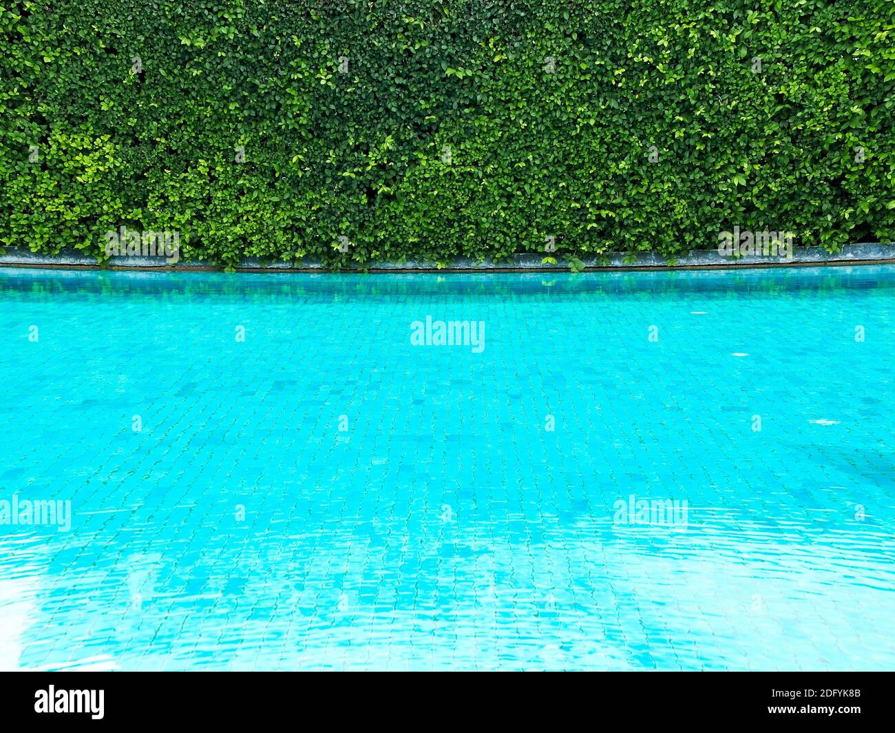 Green bush fence on clean water on swimming pool background Stock Photo ...