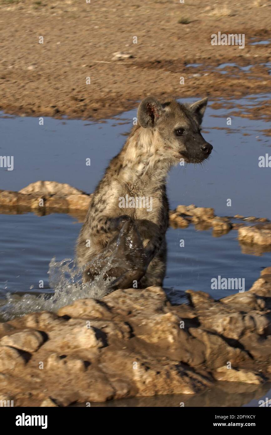 Spotted hyenas in water hi-res stock photography and images - Alamy