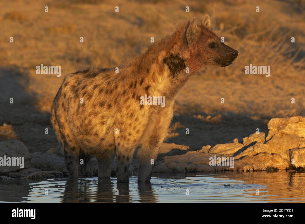 Hyenas in water hi-res stock photography and images - Alamy
