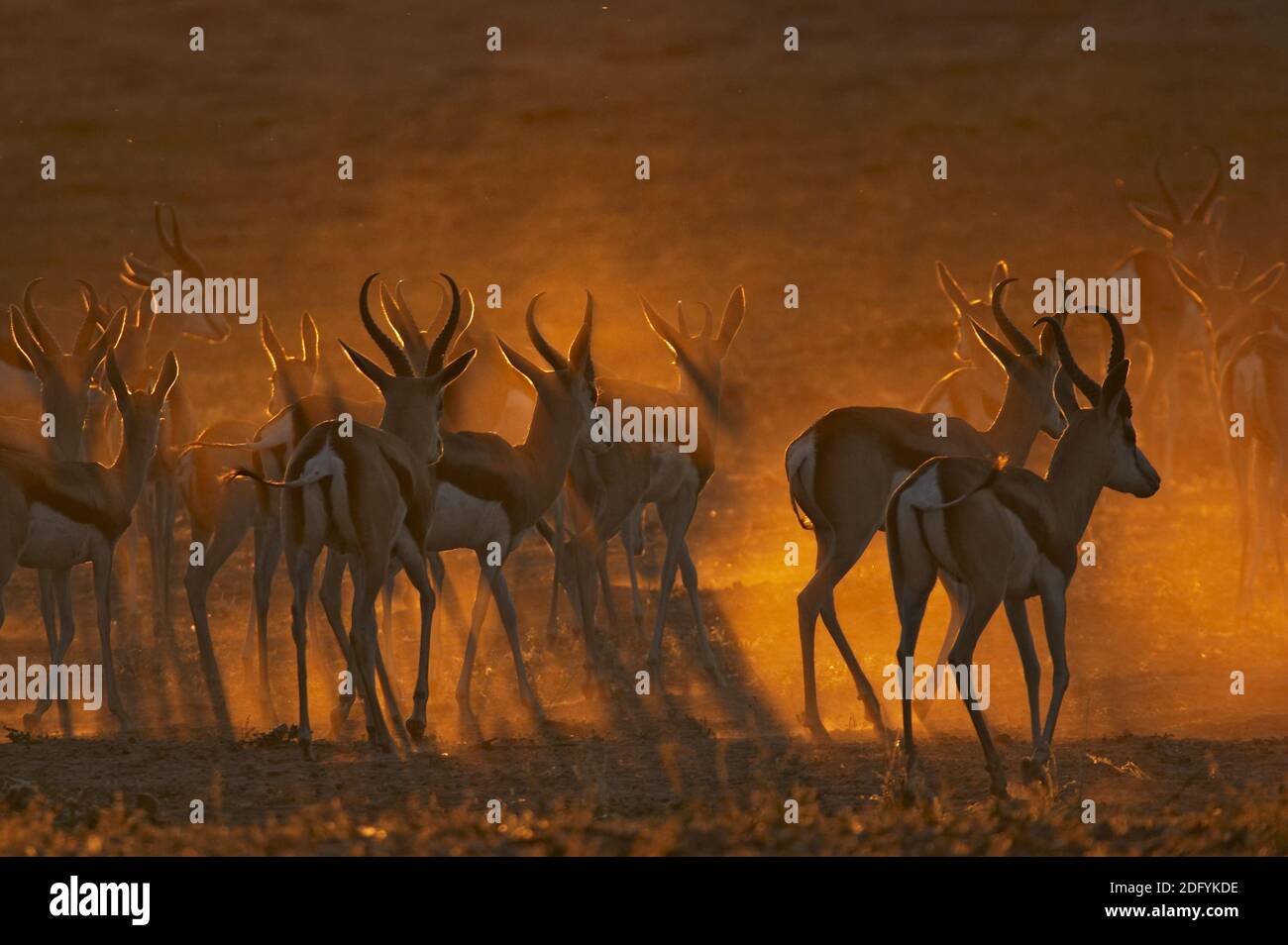Springboks by sunset hi-res stock photography and images - Alamy