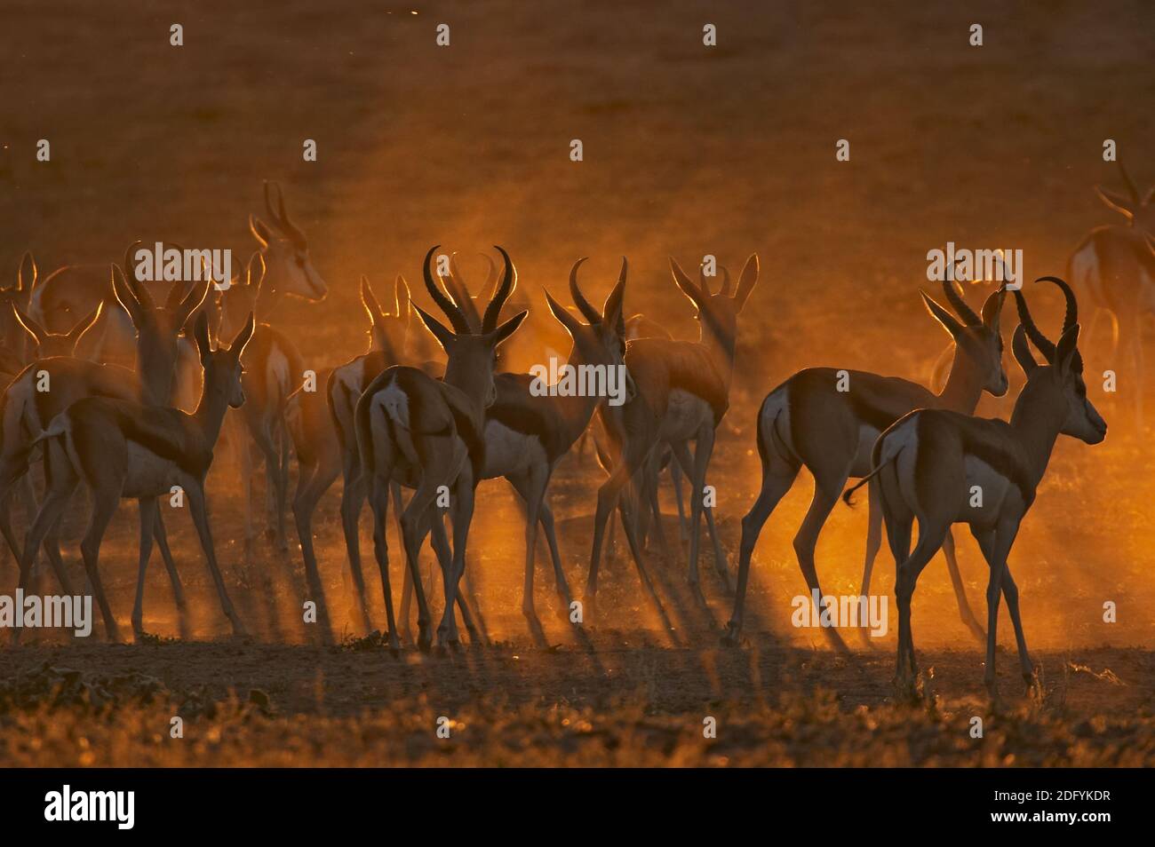 Springbok migration hi-res stock photography and images - Alamy
