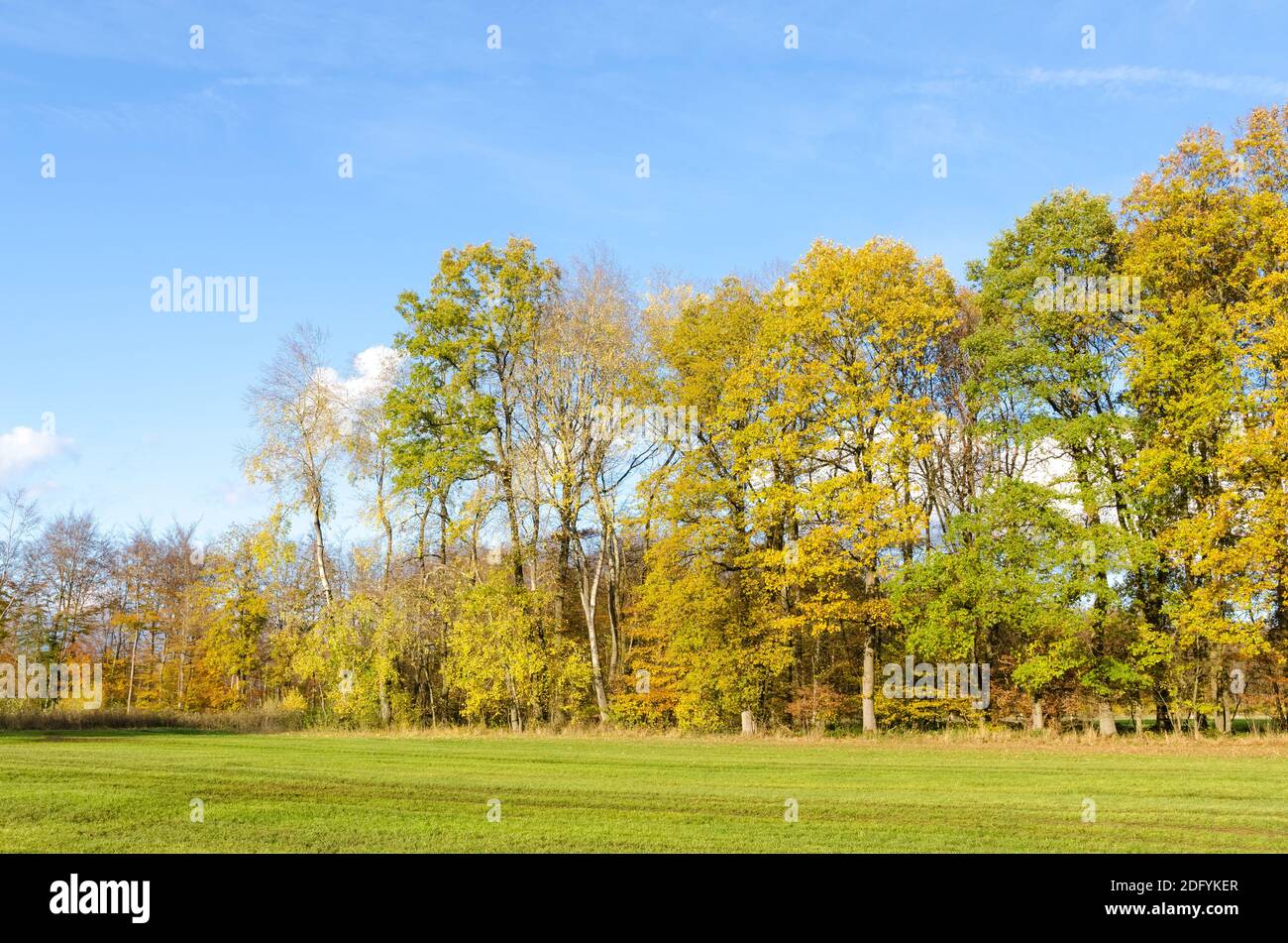 Autumn season in the countryside, colorful foliage in the forest, blue ...