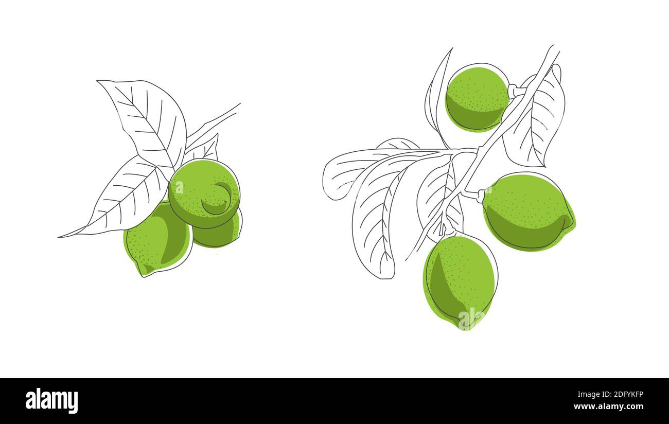 Hand drawn sketch illustration of lime hanging on branch with leaves ...