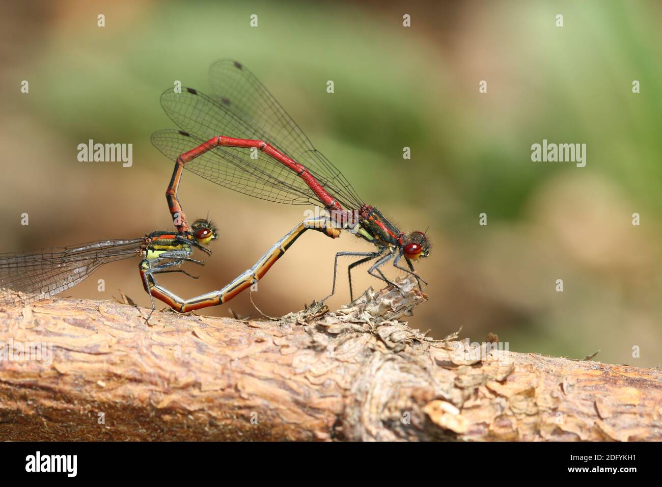 Mating wheel of hi-res stock photography and images - Alamy