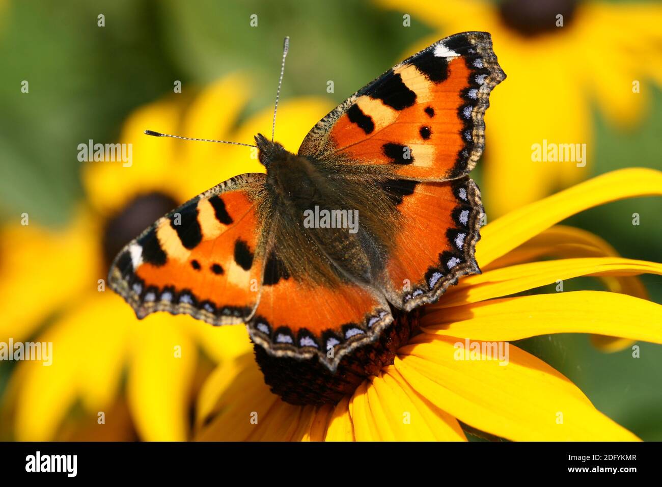 Food intake hi-res stock photography and images - Alamy