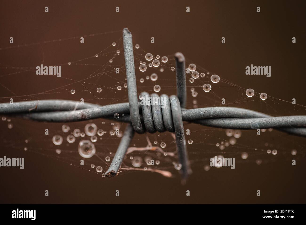 A closeup shot of a barbed-wire fence with spider web and detailed ...