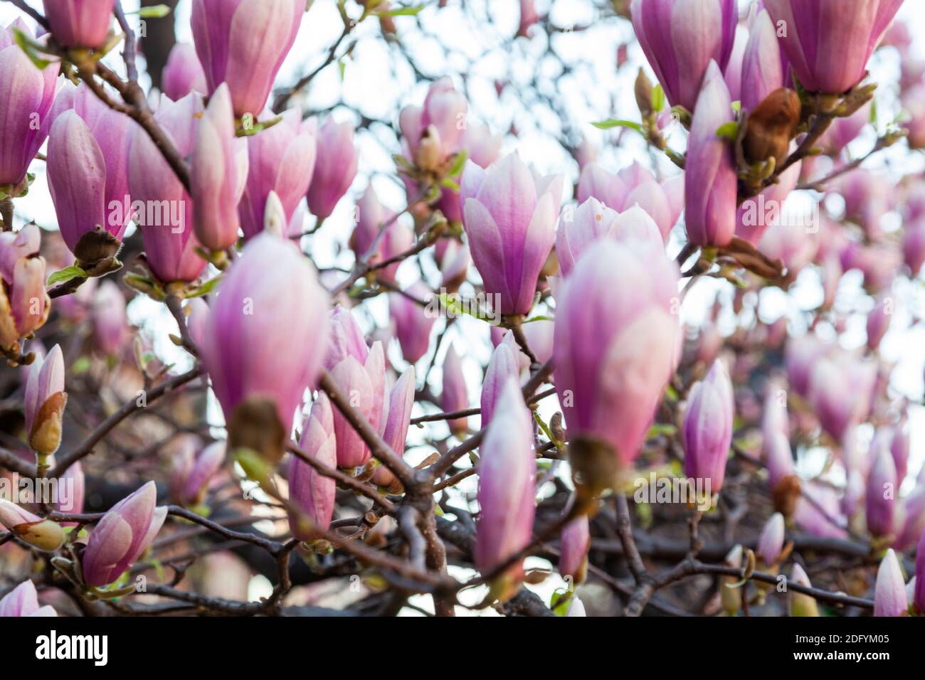 close up of a Magnolia tree with beautiful pink flowers Stock Photo - Alamy