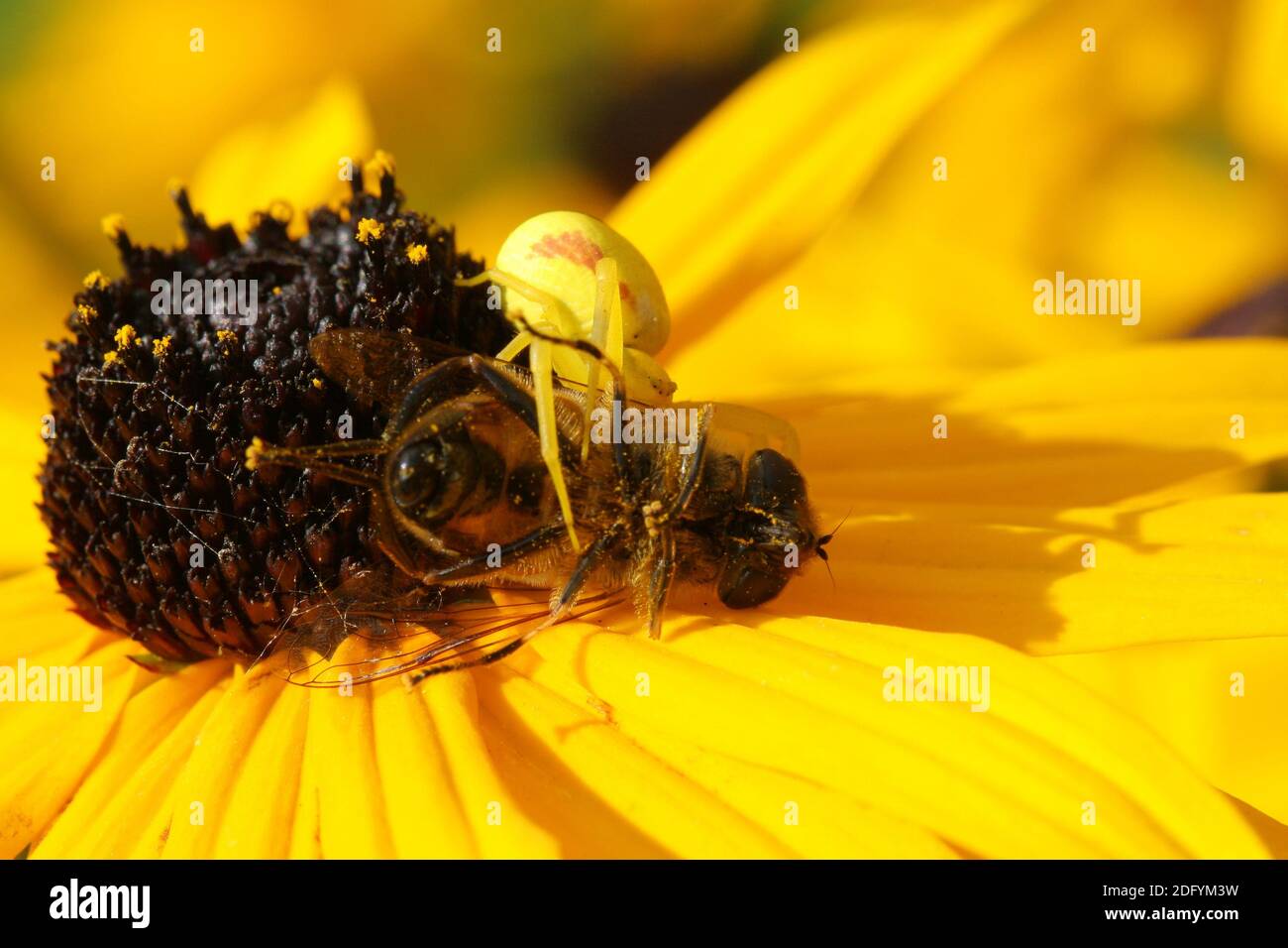 Spider bee hi-res stock photography and images - Alamy