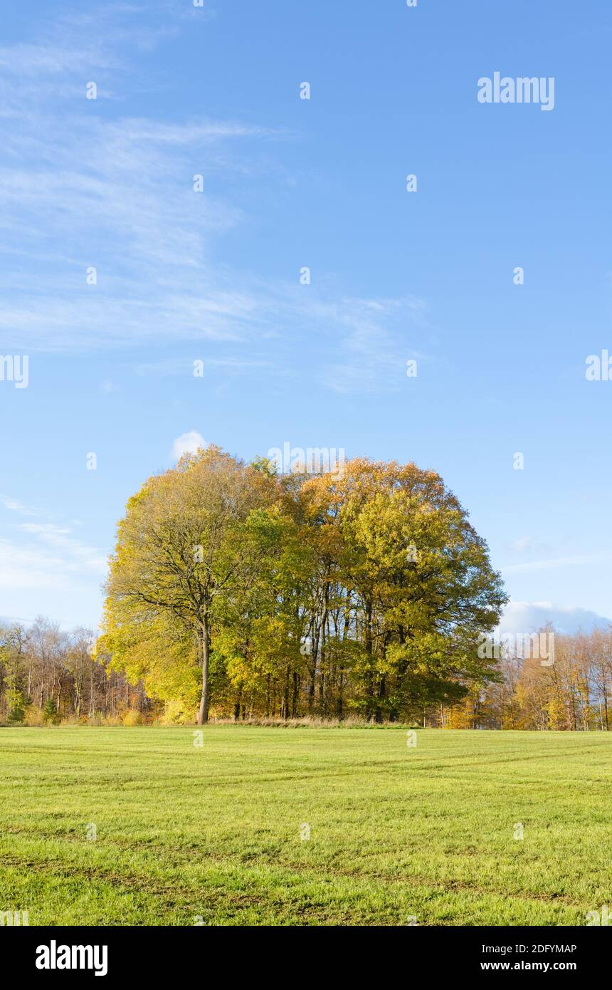 Autumn season in the countryside, colorful foliage in the forest, blue ...