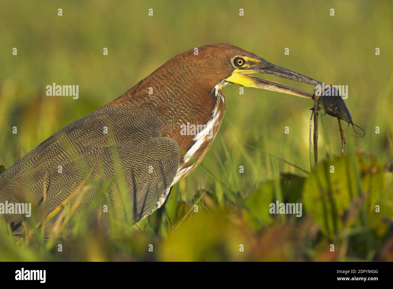 Tiger bitterns hi-res stock photography and images - Alamy