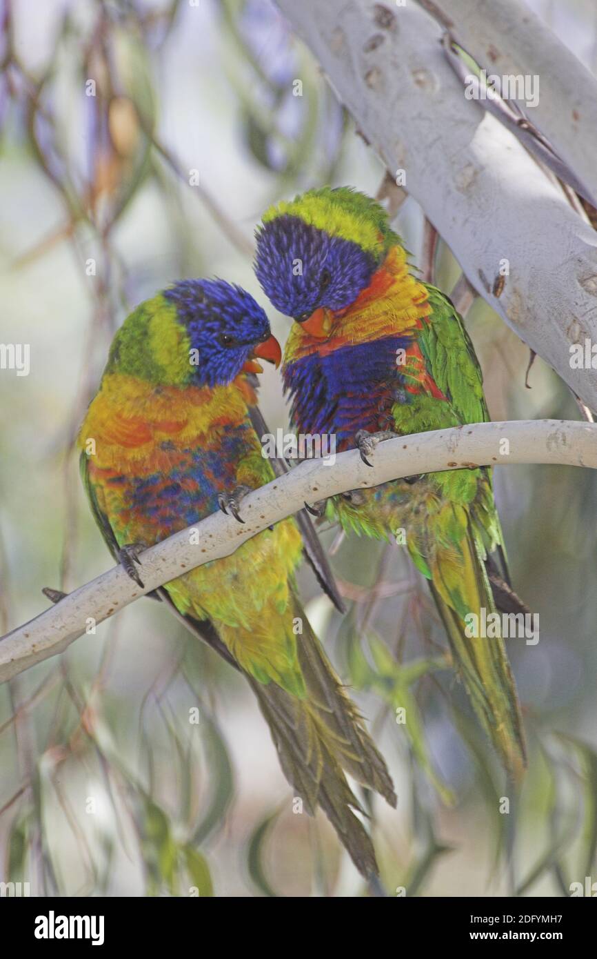 Tasmanian rainbow lory hi-res stock photography and images - Alamy