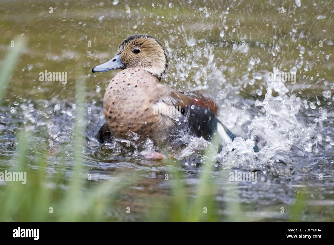 Rotschulterente, callonetta leucophrys, ringed teal, Red-shouldered ...