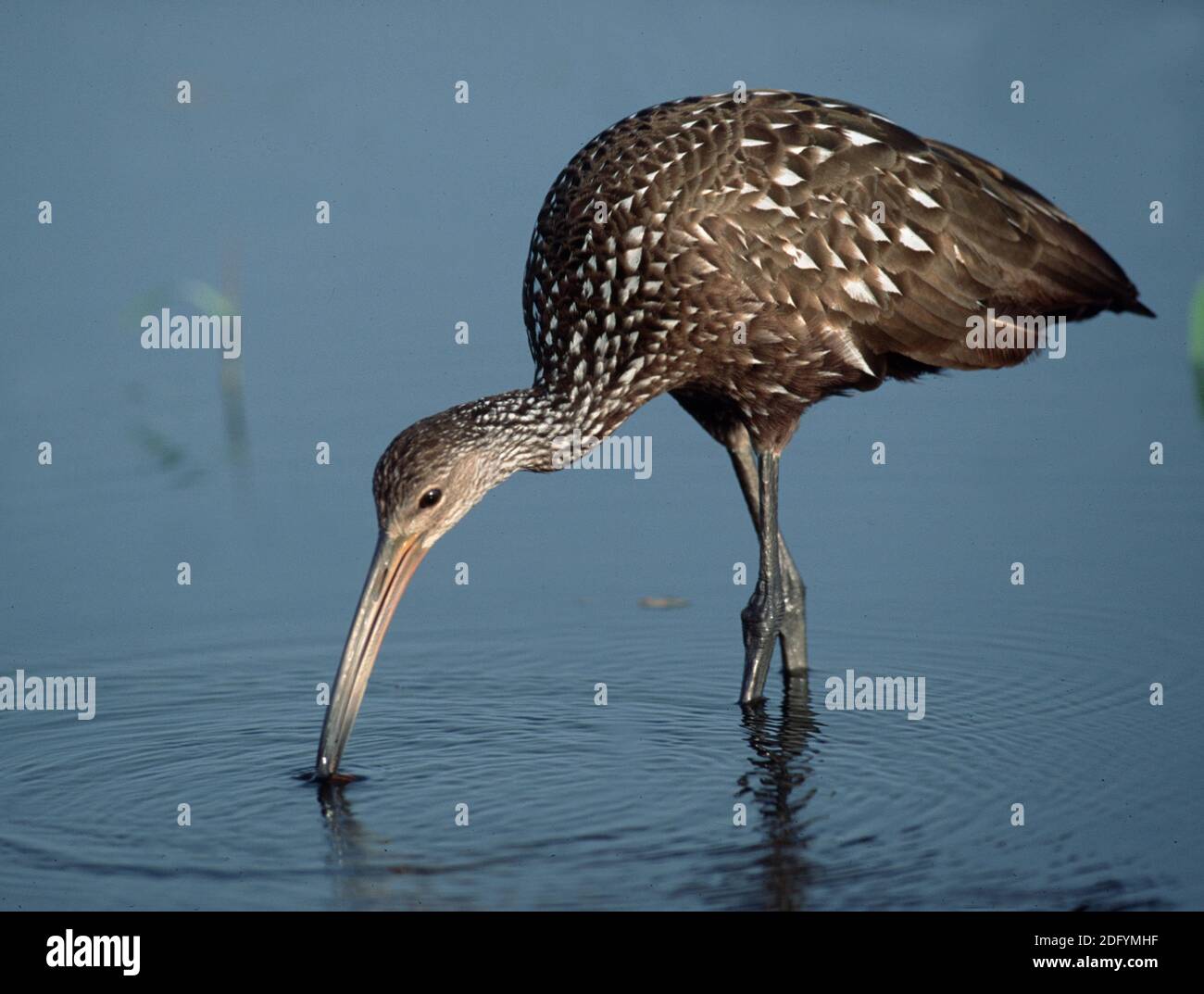 Aramus Guarauna High Resolution Stock Photography and Images - Alamy
