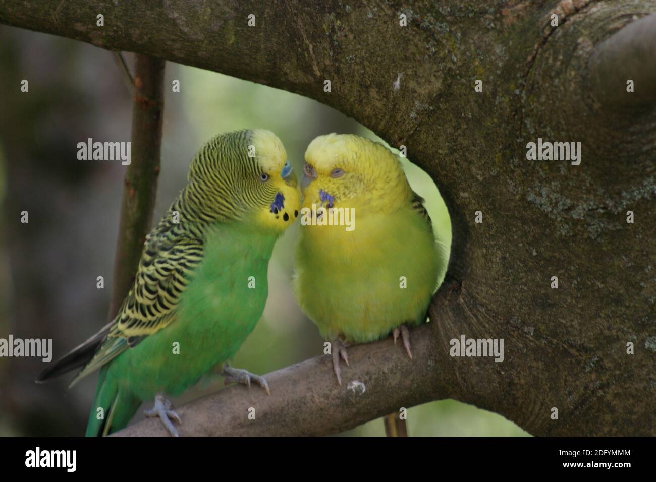 Budgie budgerigar domestic birds petbird hi-res stock photography and ...