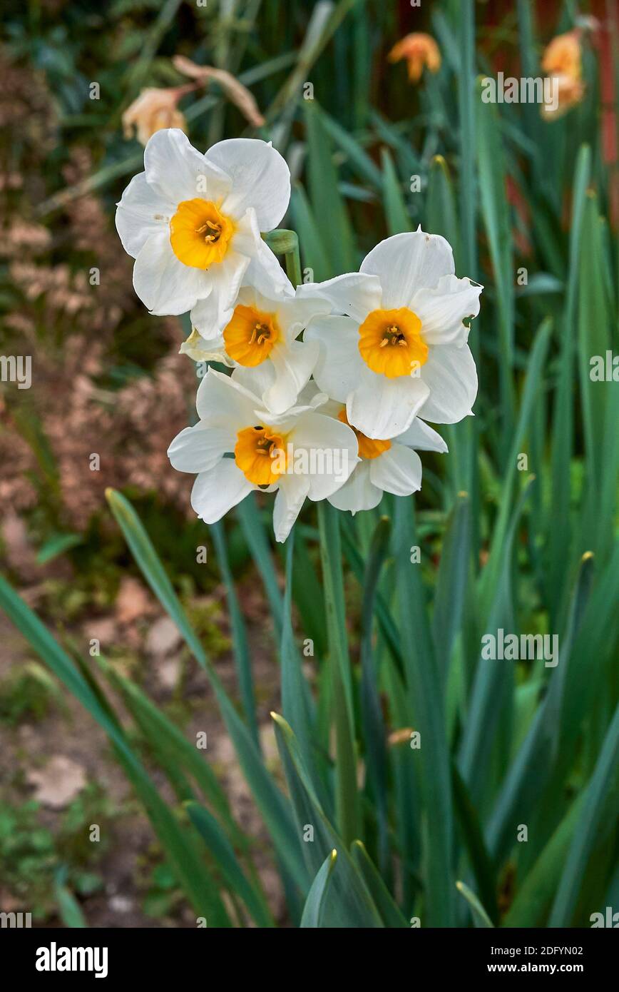 Narcissus white, yellow and orange flowers Stock Photo - Alamy