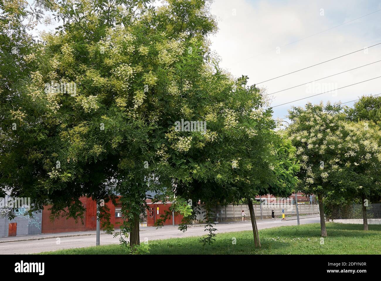 Styphnolobium japonicum creamy white blossom Stock Photo - Alamy