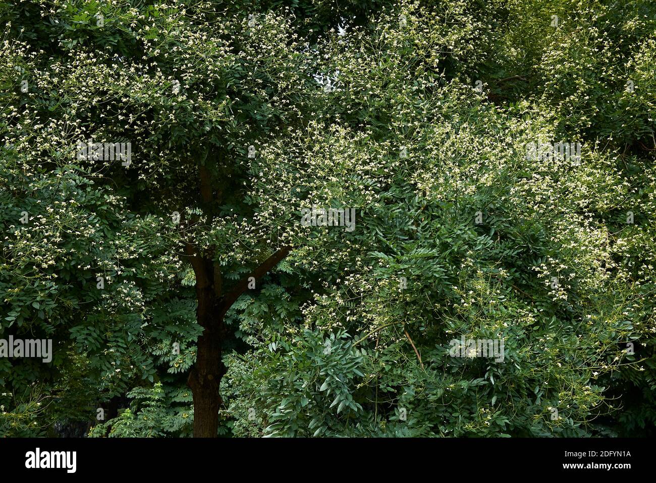 Styphnolobium japonicum creamy white blossom Stock Photo - Alamy