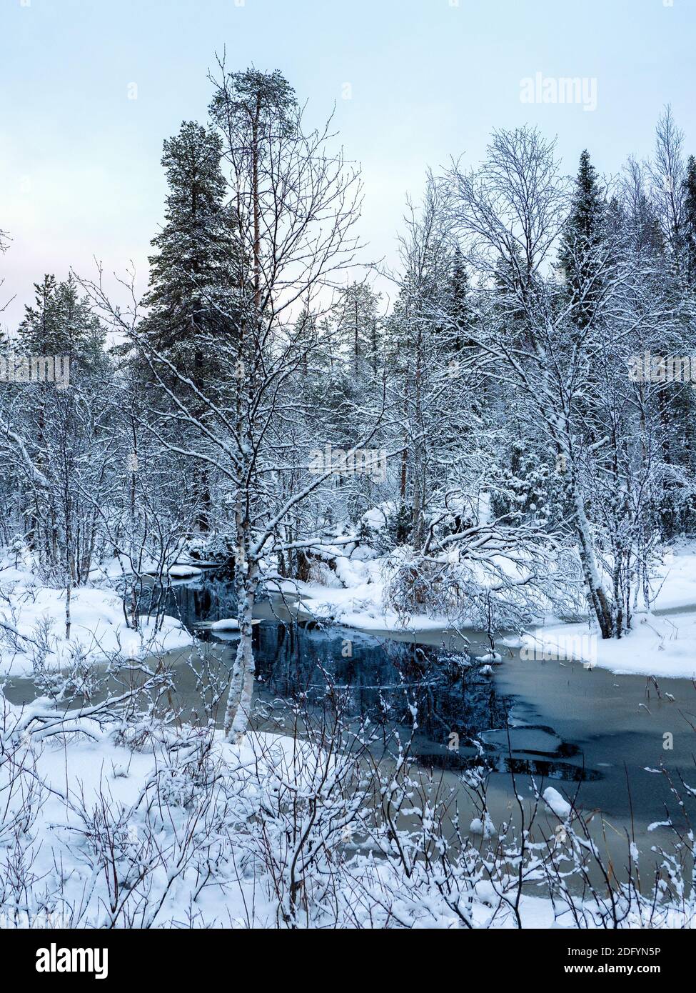 Winter snowy Northern forest with river on a polar day Stock Photo - Alamy