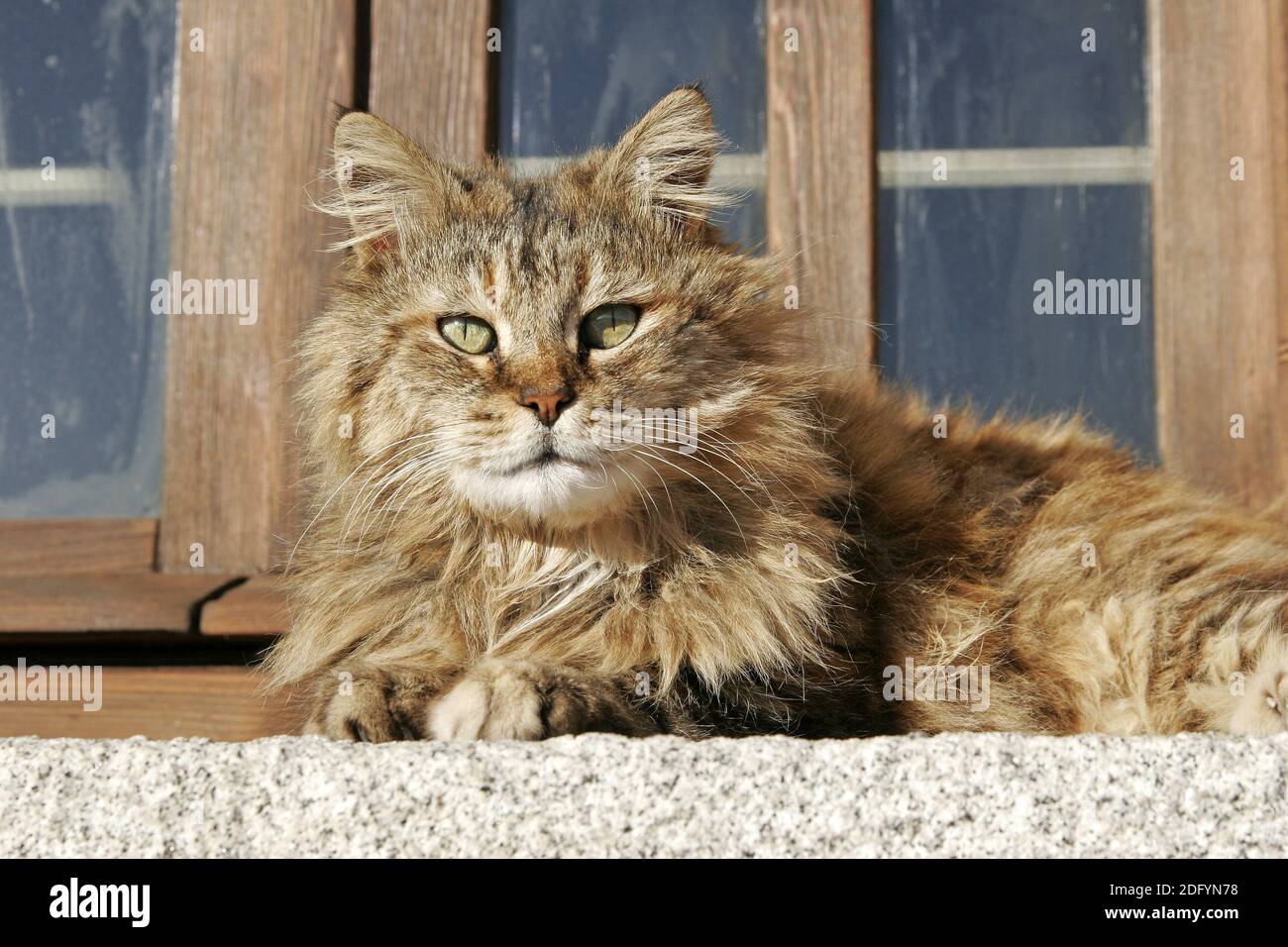 Shaggy cat beautiful cat Stock Photo - Alamy