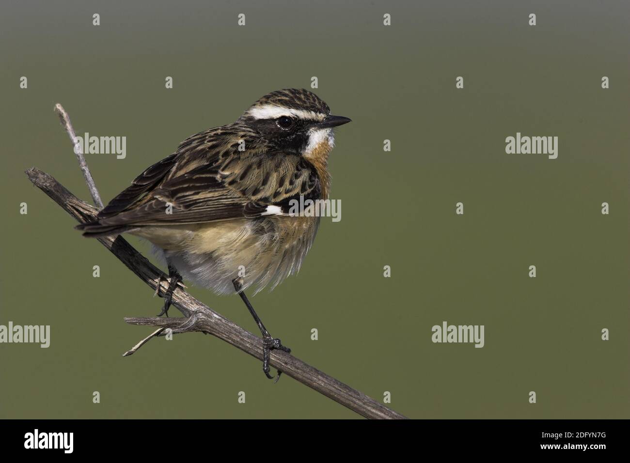 Saxicola whinchat hi-res stock photography and images - Alamy