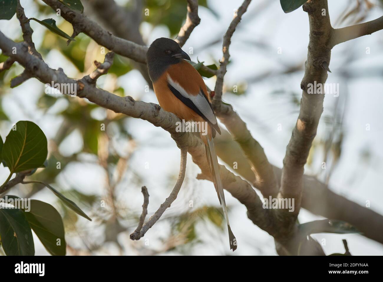 Jungle rufous treepie hi-res stock photography and images - Alamy