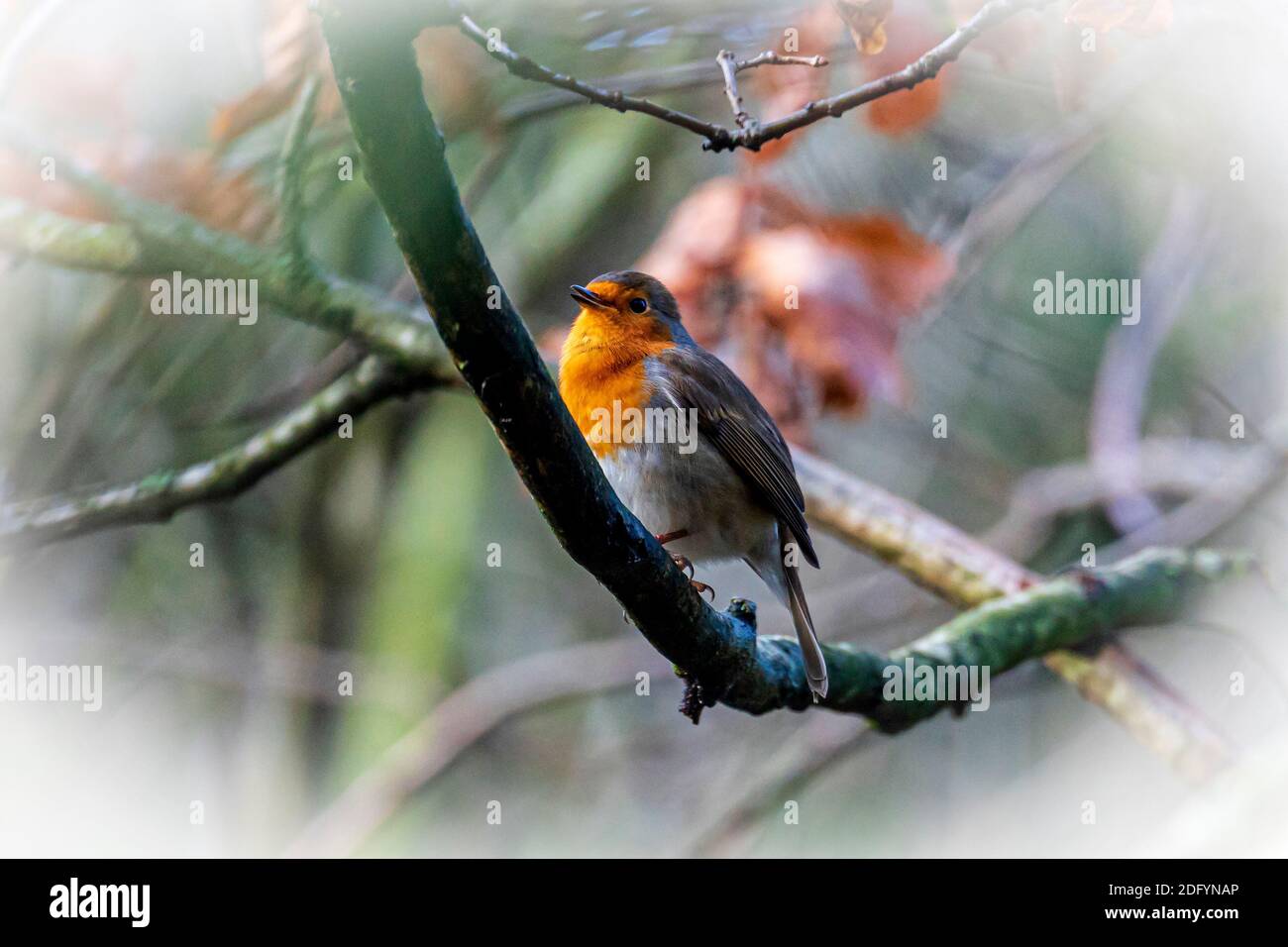 Christmas robin hi-res stock photography and images - Alamy