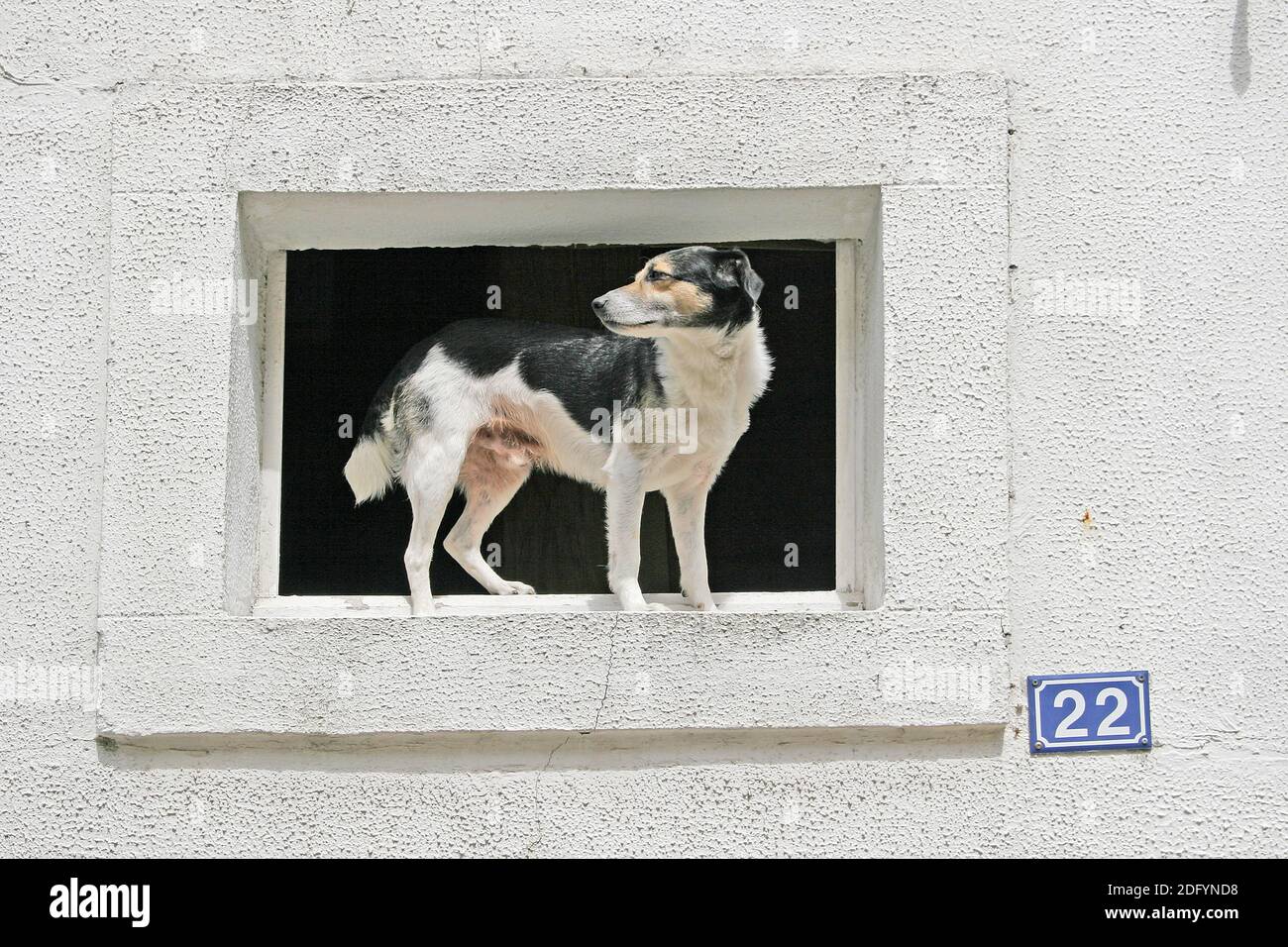 Port-Louis, dog at the window Stock Photo - Alamy