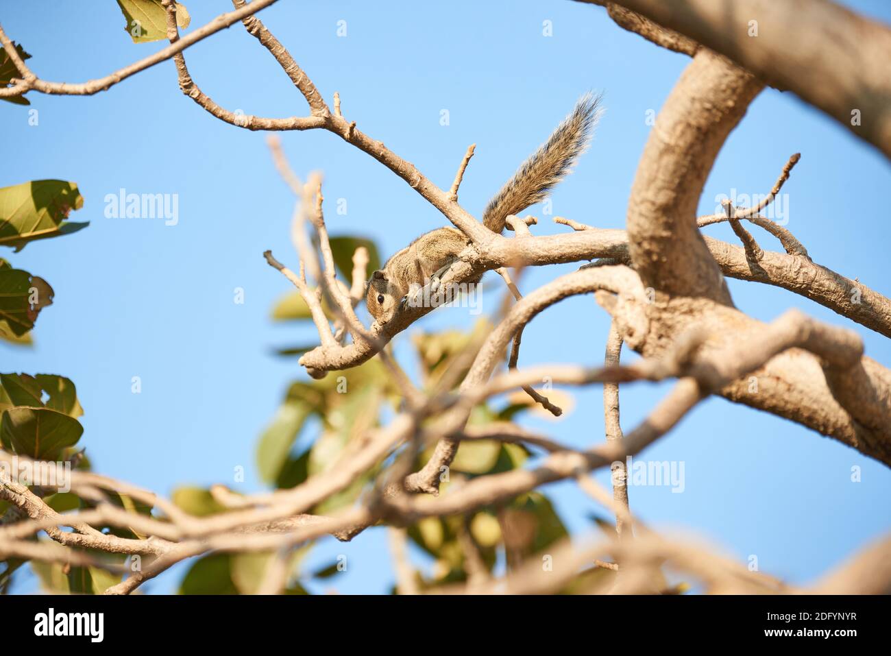 A Northern Palm Squirrel on a Ficus tree in the Todgarh Raoli Wildlife ...