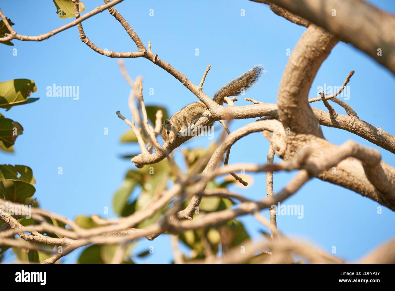 5 striped squirrel hi-res stock photography and images - Alamy