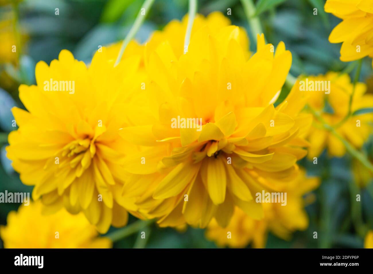 Bright yellow perennial Golden Glow, Rudbeckia laciniata double ...
