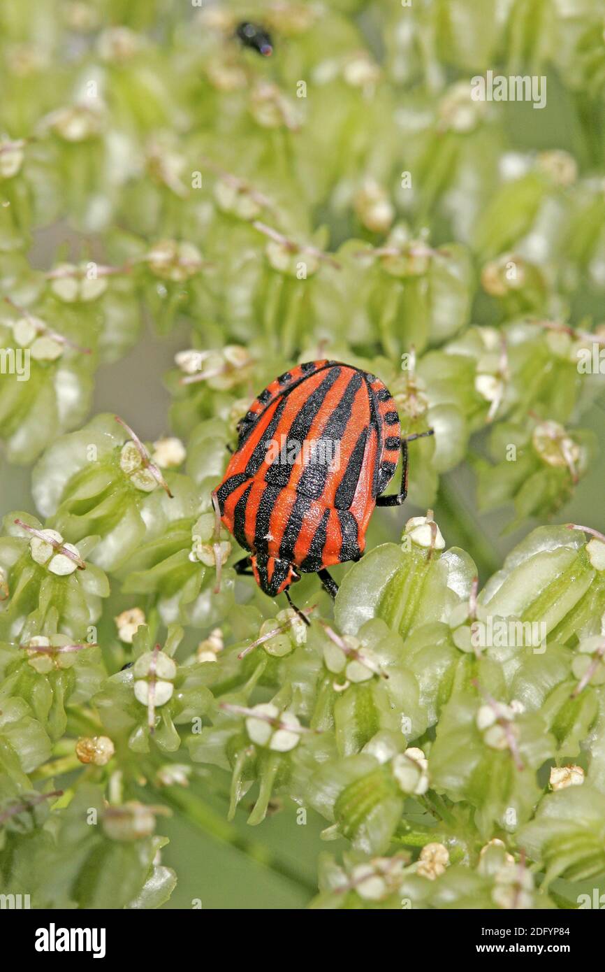 Stripe bug hi-res stock photography and images - Alamy