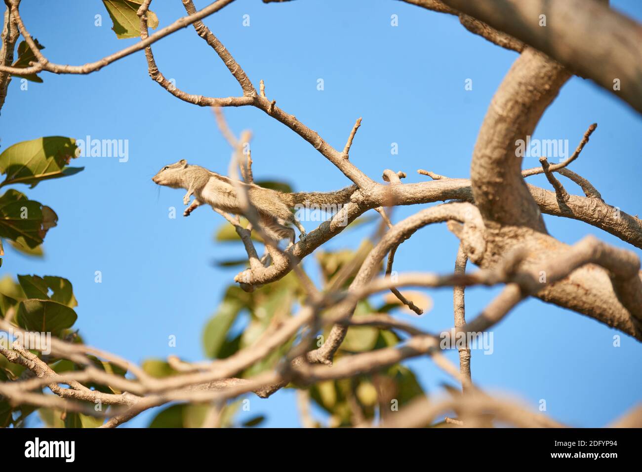 A Northern Palm Squirrel on a Ficus tree in the Todgarh Raoli Wildlife ...