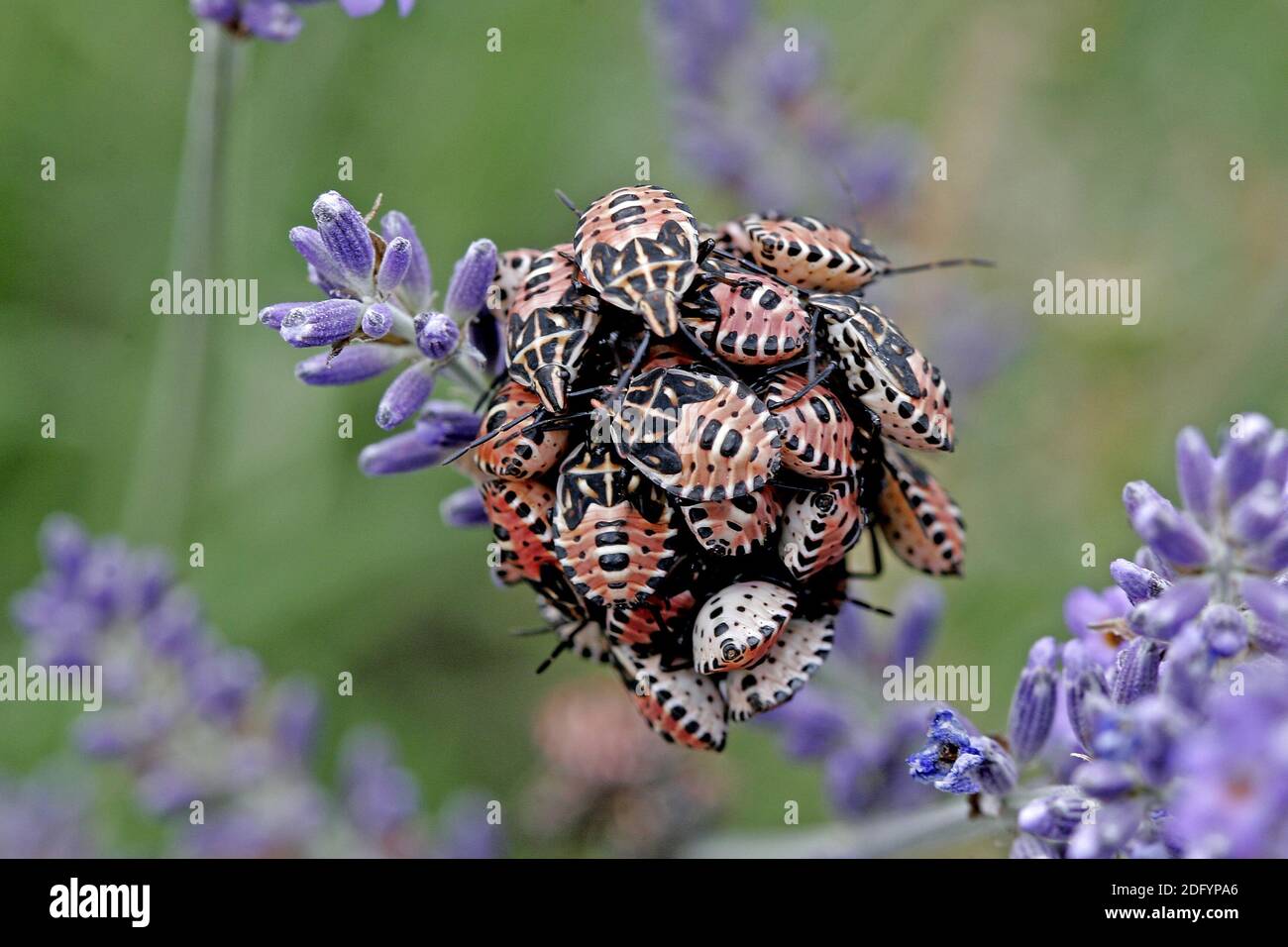 Bug larvae hi-res stock photography and images - Alamy