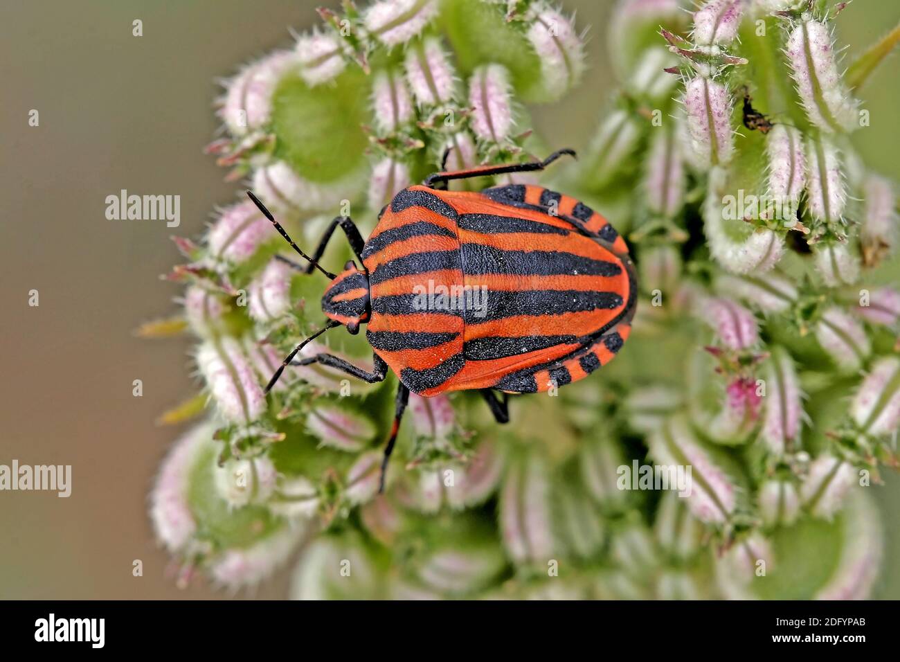 Graphosoma lineatum, Stripe bug Stock Photo - Alamy