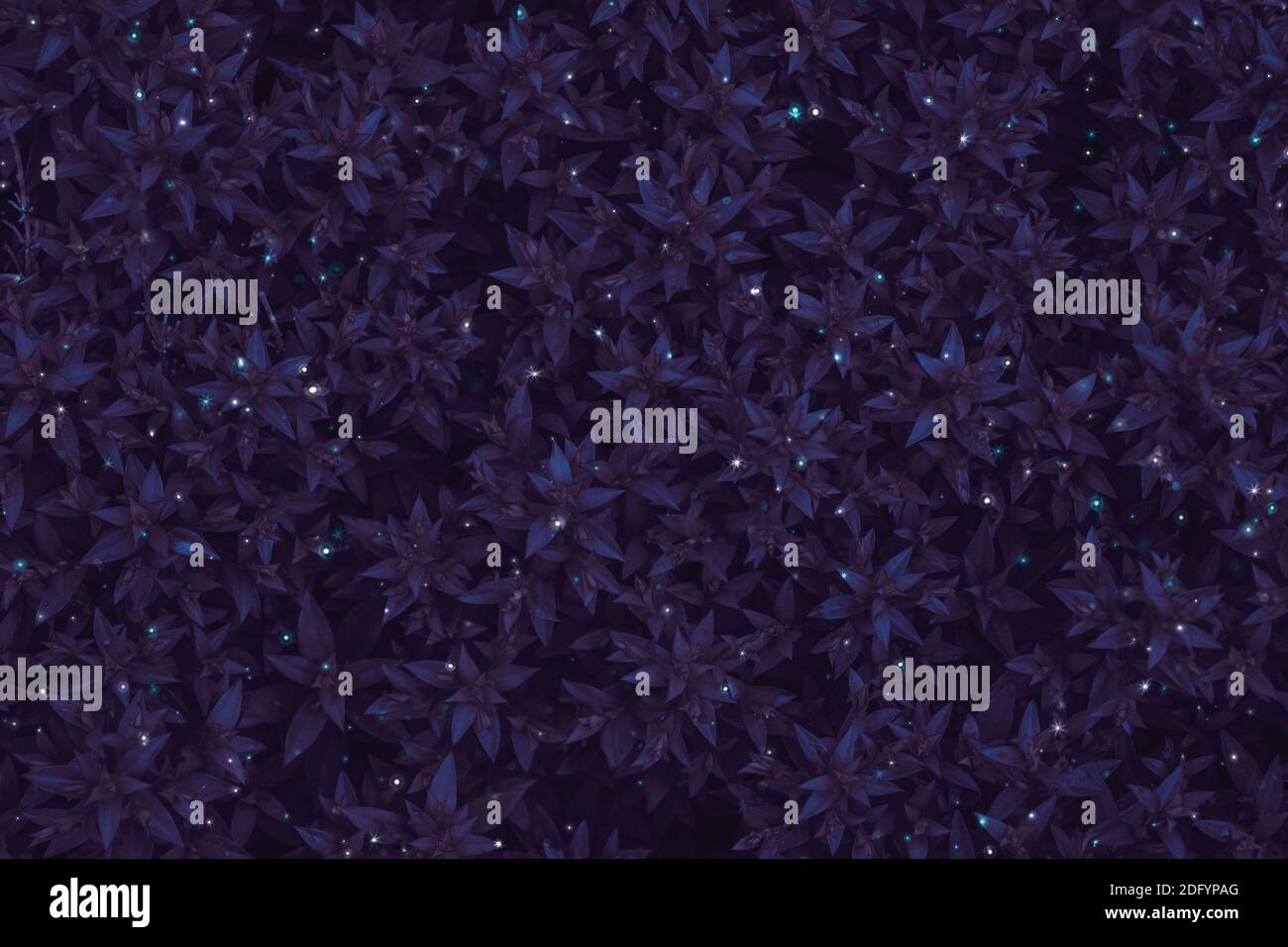 Grassy ground cover plants with small dark leaves and glowing firefly ...